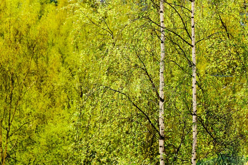 The First Open Leaves in Birch Wood. Background with Birch Trees Stock ...