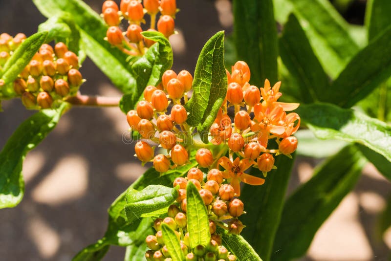 The First of the Orange Butterfly Bushes To Bloom this Year Stock Image ...