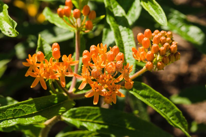 The First of the Orange Butterfly Bushes To Bloom this Year Stock Image ...