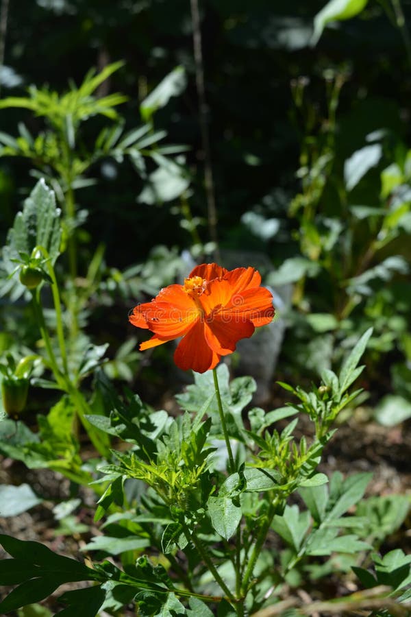 First Orange-red Flower of Cosmos in the Beginning of Summer Stock ...