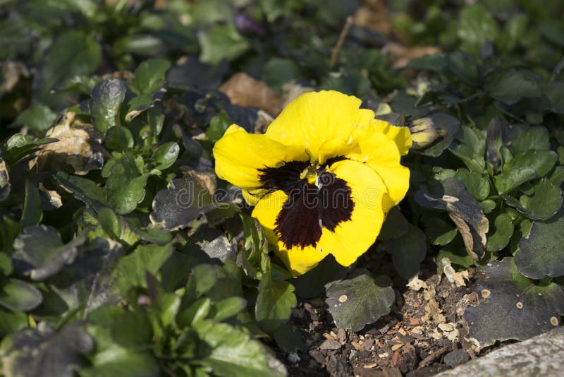 First Pansie stock image. Image of blossomed, blossom - 82625477