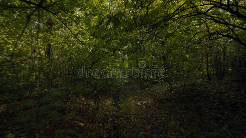 First Person View Following a Secluded Forest Pathway Surrounded by ...