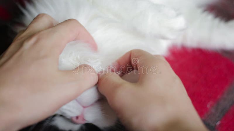 First-person View, Human Hands Scratching and Teasing a Cat Lying on a ...
