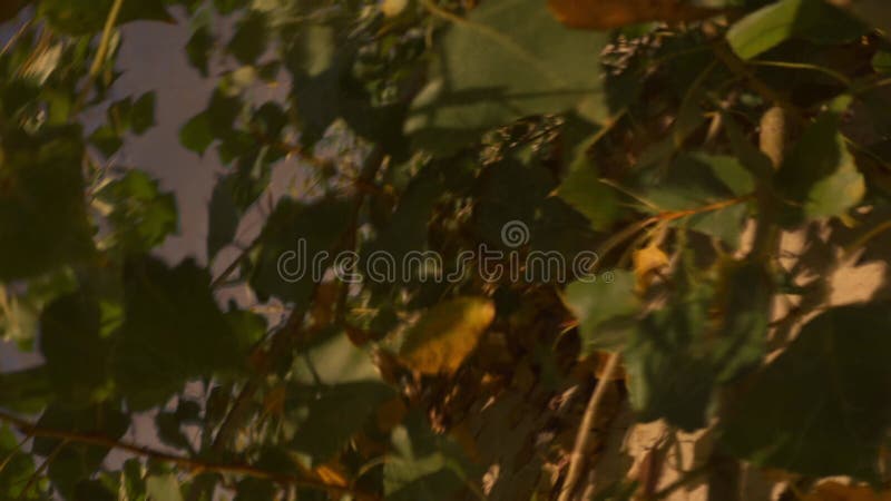 Drone Collision with Tree Branch, Crash during Outdoor Aerial Filming ...