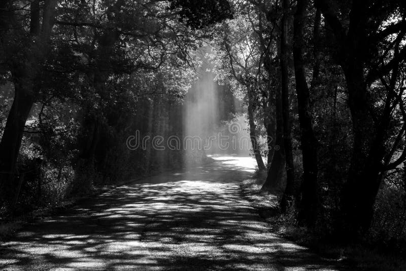 A First Person View of a Road with Sunrays Cutting through the Mist ...