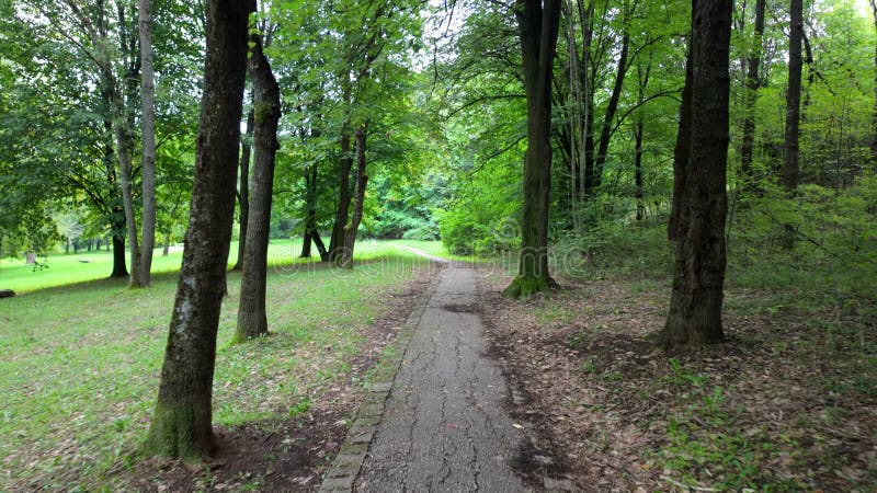 First Person Walk on Paved Forest Path with Trees Around Stock Video ...
