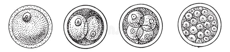 First Phases of the Evolution of the Cell, or of the Egg, after ...