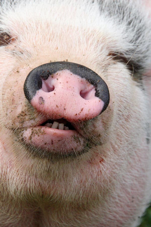 First pig plan stock image. Image of nose, plan, bacon - 79559947