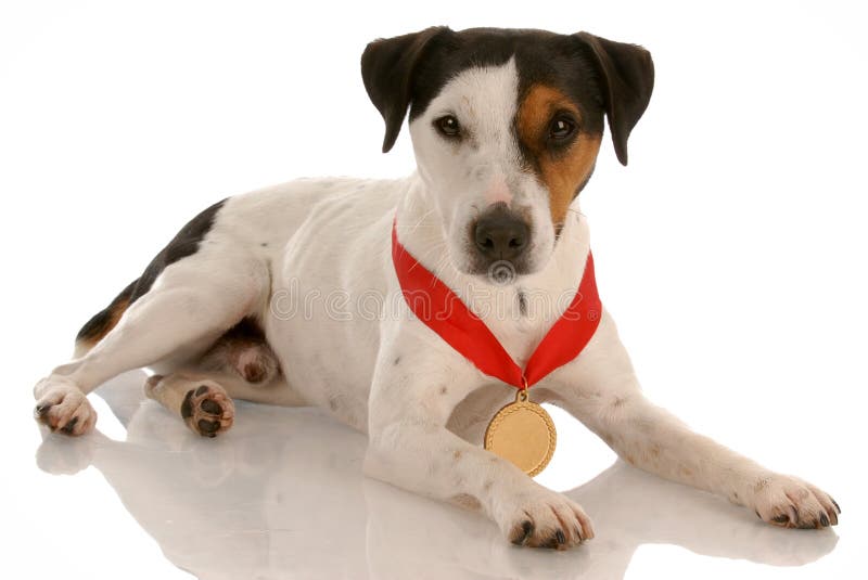 Award winning dog stock photo. Image of isolated, competition - 11387002