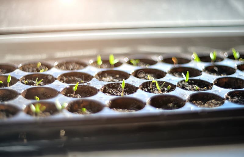 The First Plant Sprouts in Spring Stock Image - Image of outdoor, field ...