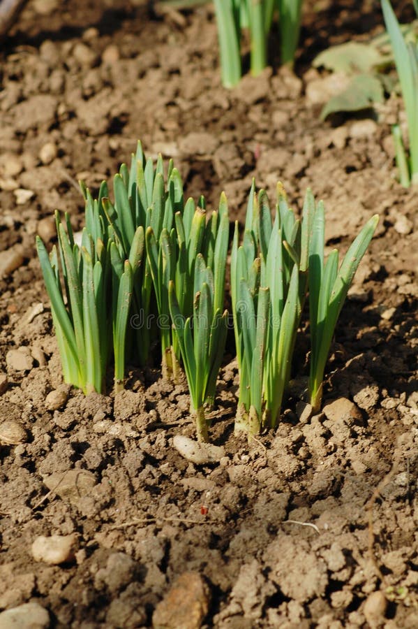 First plants stock image. Image of growth, specific, leaf - 13215307