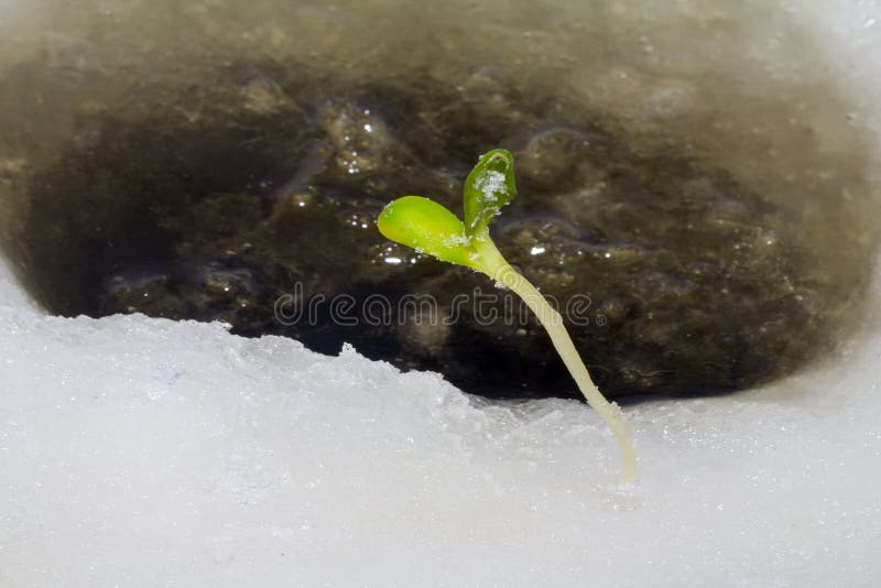 First plants stock image. Image of winter, flower, snow - 29730111