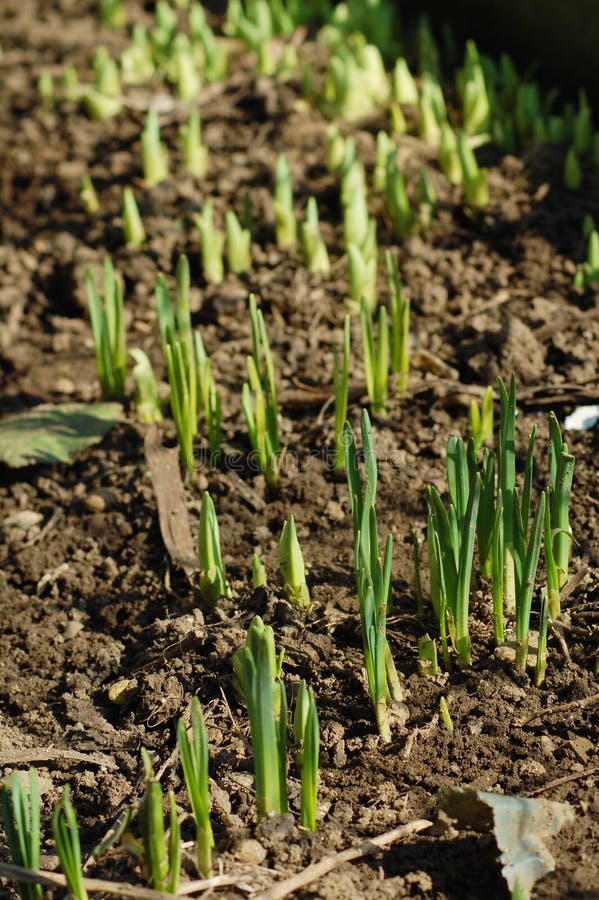 First plants of spring stock photo. Image of growth, flowers - 13215292