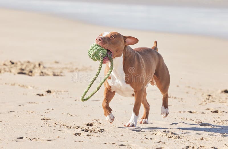 Rope, Animal Training or Dog Playing with Owner for Tug of War ...
