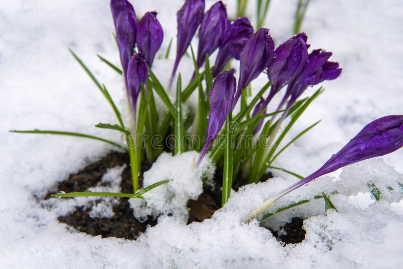 The First Purple Flowers Grow Out of the Snow Spring Stock Photo ...