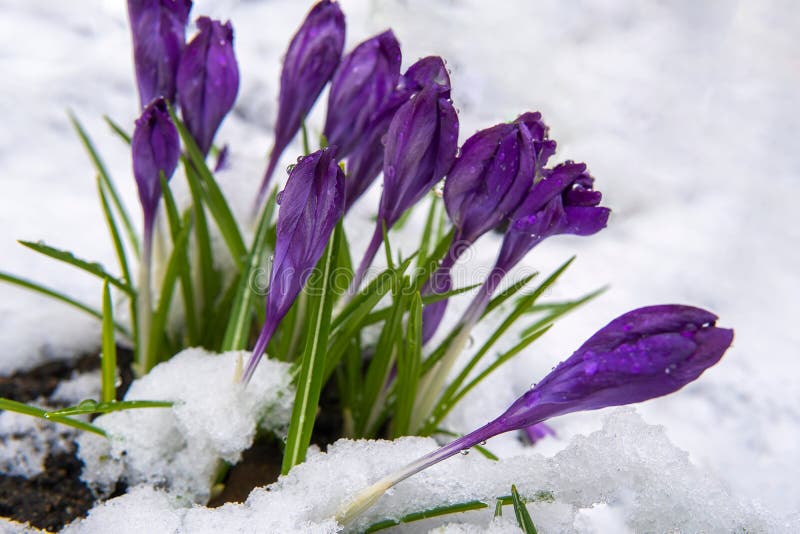 The First Purple Flowers Grow Out of the Snow Spring Stock Photo ...