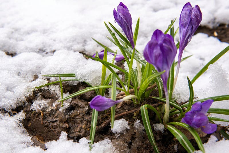 The First Purple Flowers Grow Out of the Snow Spring Stock Image ...