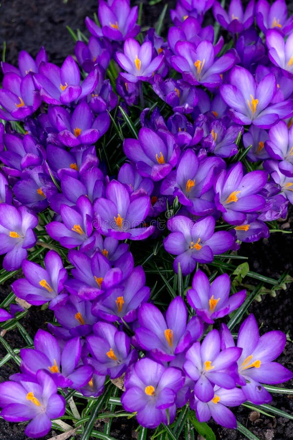 The First Purple Spring Flowers Crocuses. Early Spring. Stock Image ...