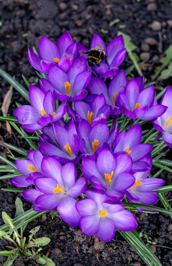 The First Purple Spring Flowers Crocuses. Early Spring. Stock Photo ...