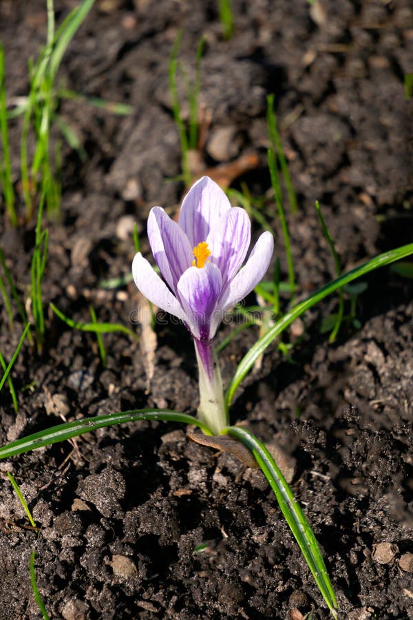 The First Purple Spring Flowers Crocuses. Early Spring. Stock Photo ...