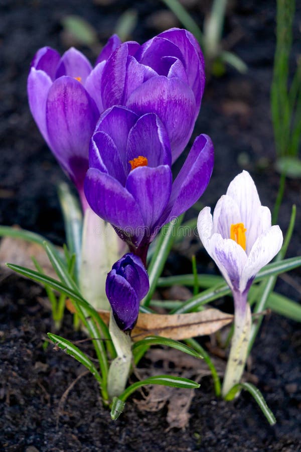 The First Purple Spring Flowers Crocuses. Early Spring. Stock Photo ...