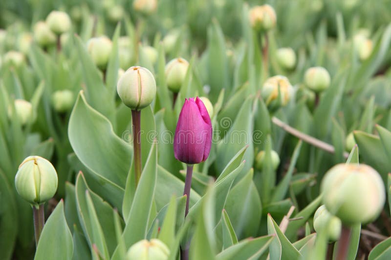 First tulip stock image. Image of field, fresh, farmland - 8947895