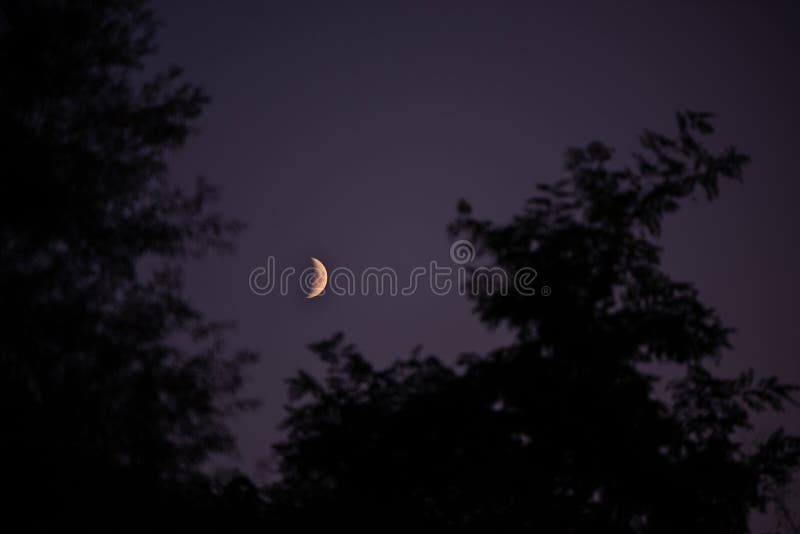 First Quarter Moon Seen among the Branches of the Trees in the Summer ...