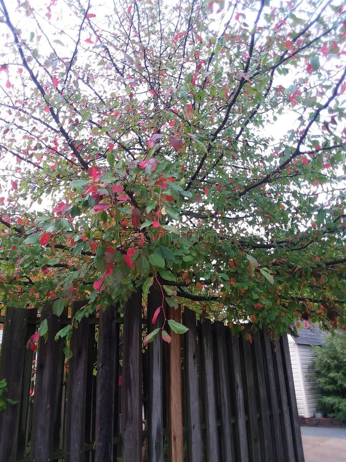 First rain of the fall stock photo. Image of southern - 108765462
