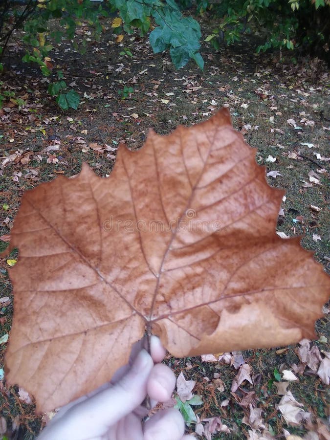 First rain of the fall stock image. Image of rain, fall - 108765489