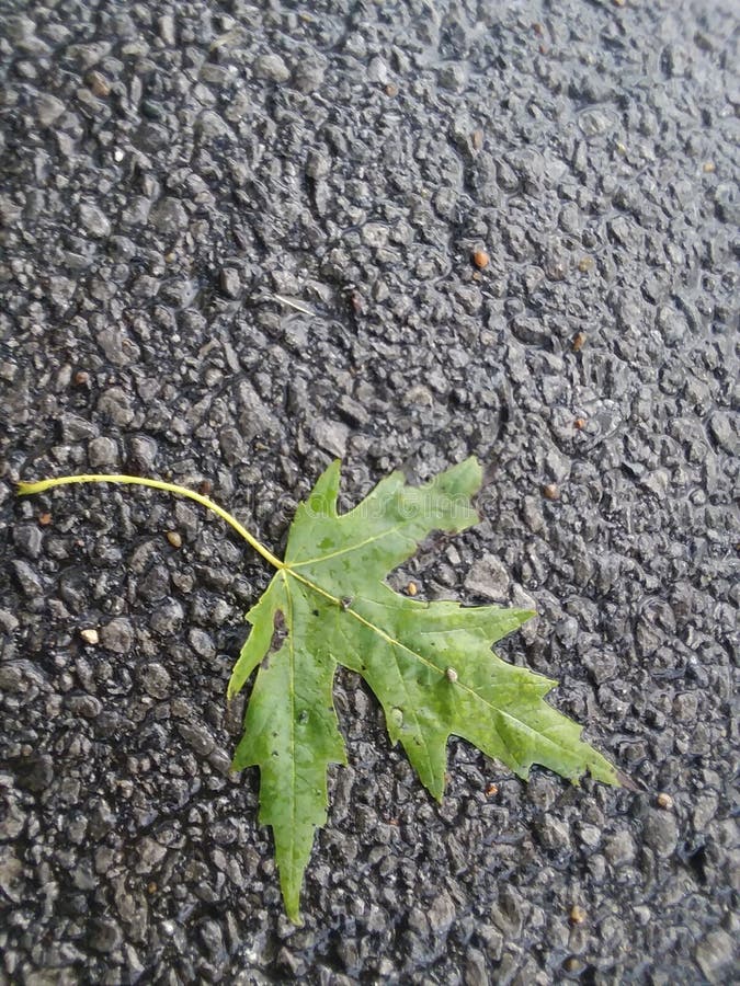 First rain of the fall stock photo. Image of illinois - 108765494