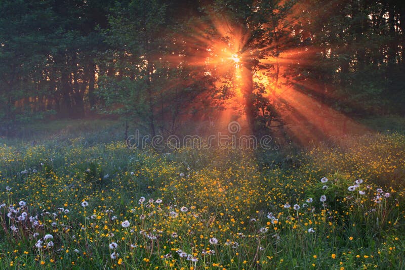 The first rays of dawn stock image. Image of light, summer - 17119745