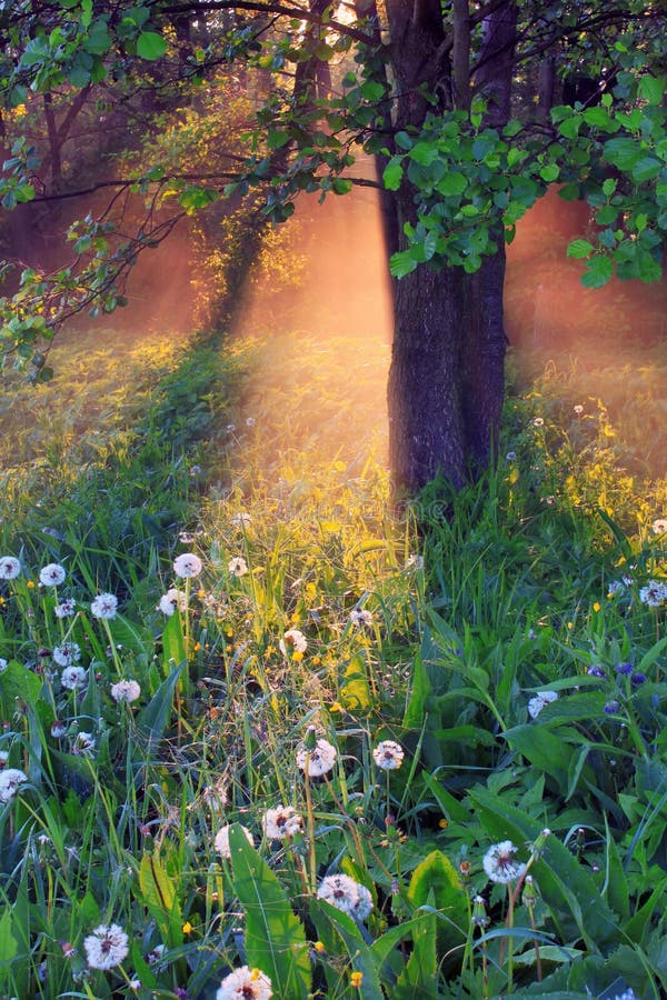 The First Rays of the Rising Sun Stock Photo - Image of countryside ...