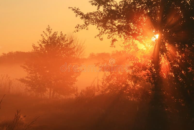 The First Rays of the Rising Sun Stock Photo - Image of orange, magic ...