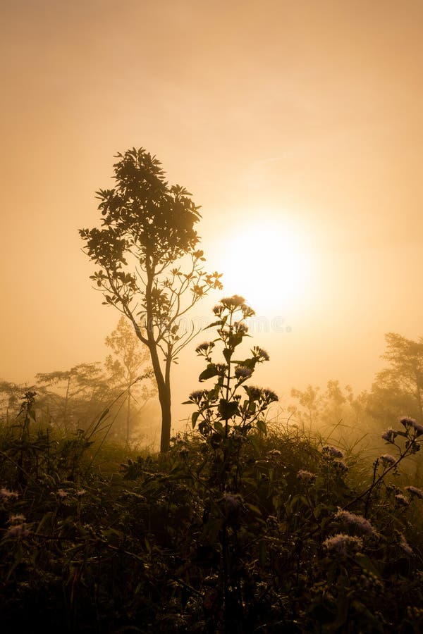 The First Rays of the Rising Sun Stock Image - Image of reflection ...