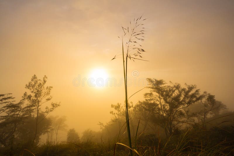 The First Rays of the Rising Sun Stock Image - Image of cloud, grass ...