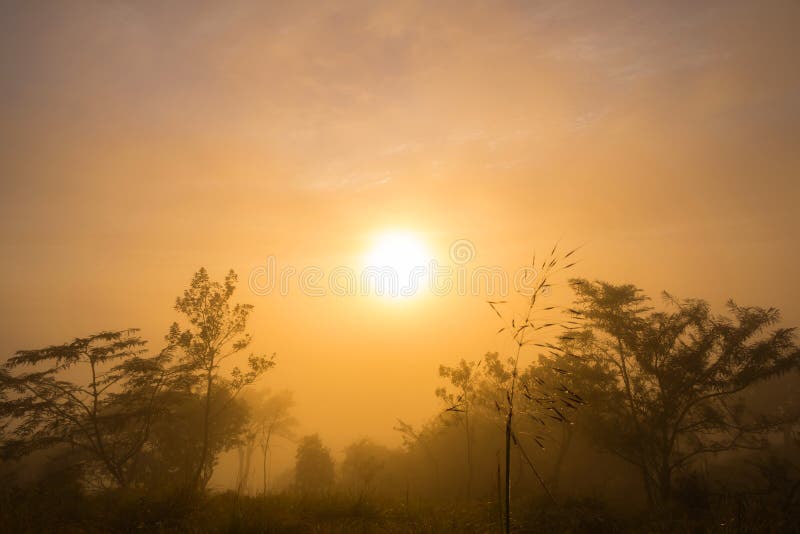 The First Rays of the Rising Sun Stock Image - Image of grass, colorful ...