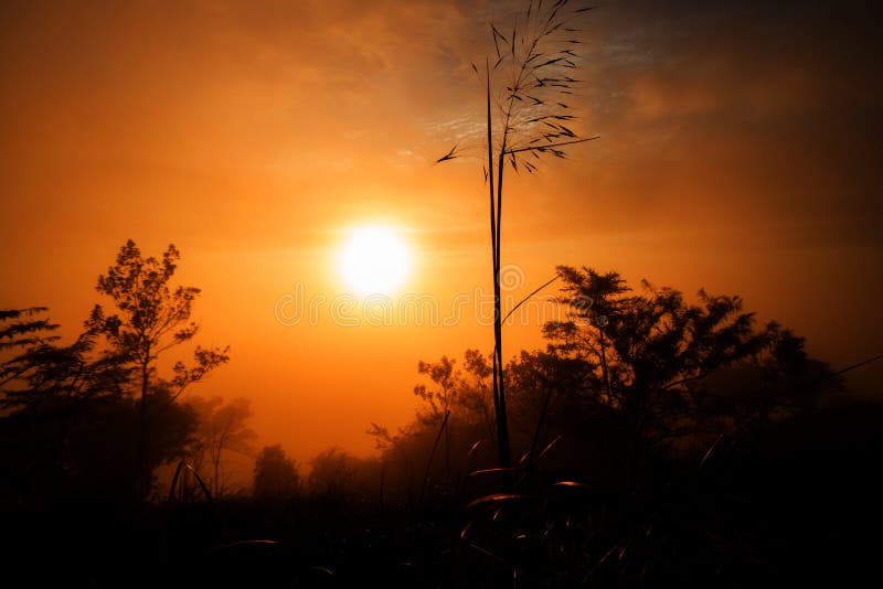 The First Rays of the Rising Sun Stock Image - Image of cane, cloud ...