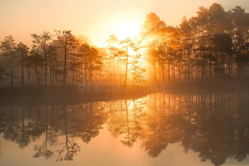 The First Rays of the Sun Break through the Trees Stock Image - Image ...