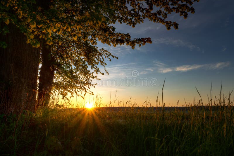 First rays of sun 3 stock image. Image of flower, spring - 185892377