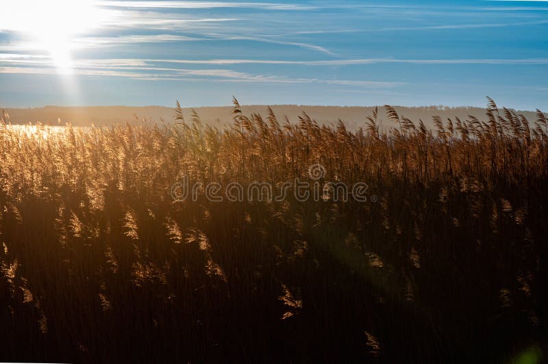 First rays of the sun stock image. Image of field, grass - 241324227