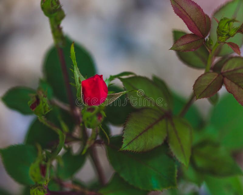 The First Red Rose Bud Getting Ready To Open in the Spring Stock Image ...
