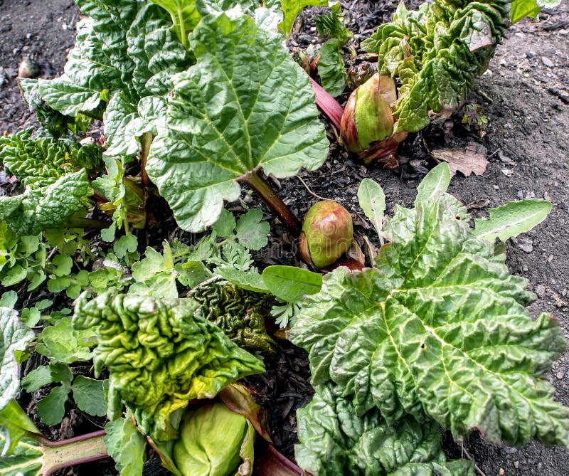 Rhubarb Sprouts Appeared in the Garden Stock Image - Image of closeup ...