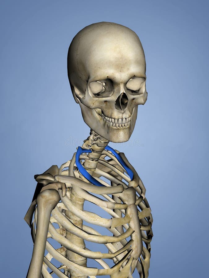 First Rib, Rib Cage, 3D Model Stock Illustration - Illustration of ...