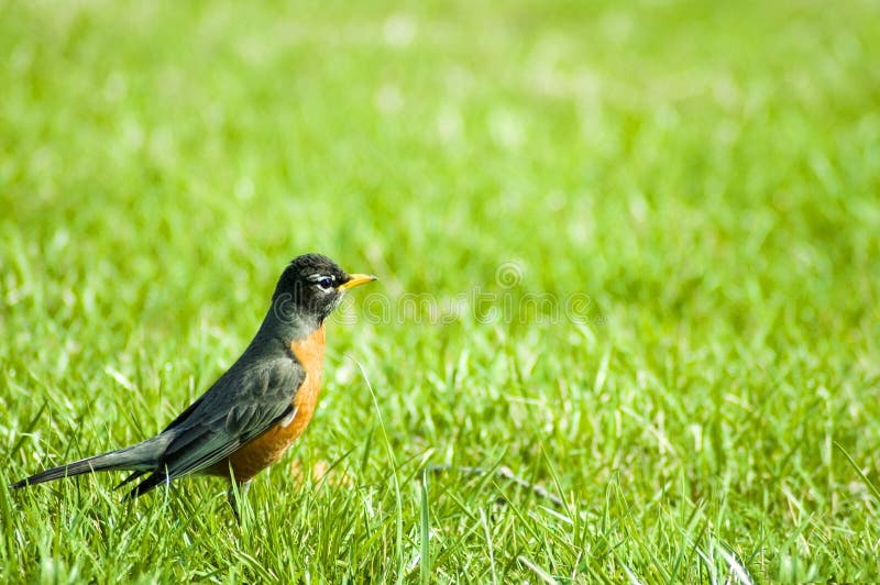 First Robin stock photo. Image of bird, lawn, ready, birds - 2241688