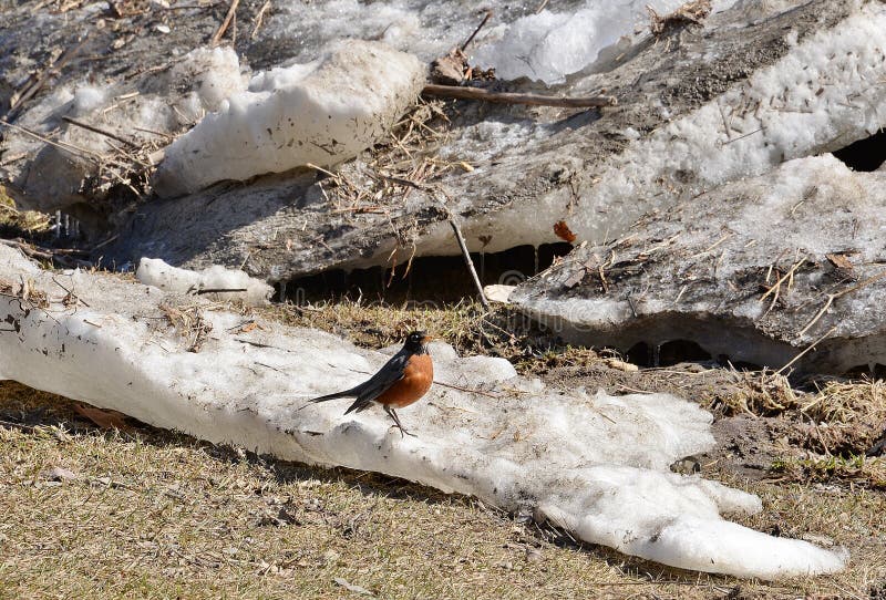 First Robin of Spring after a Spring Snow Stock Image - Image of beauty ...