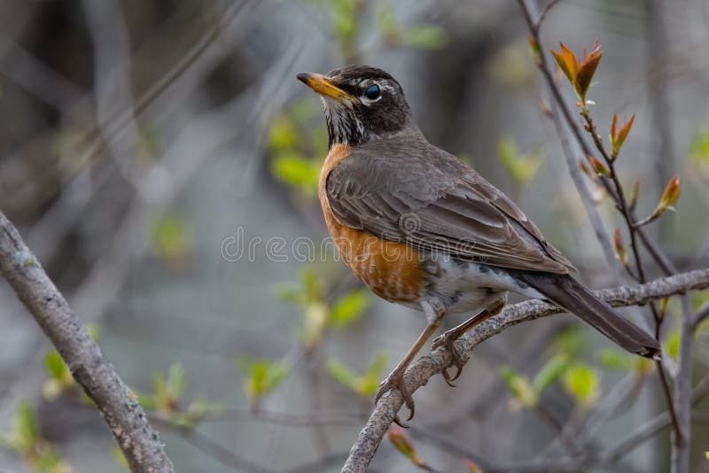 First Robin in Spring in the Boreal Forest Stock Image - Image of ...