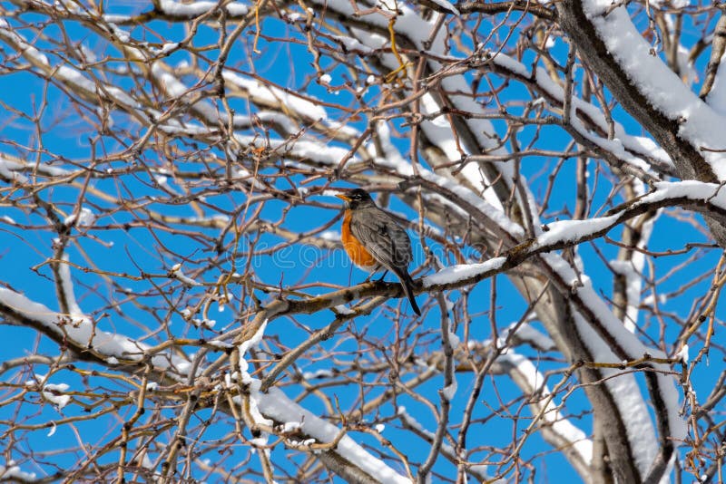 First Robin of Spring after a Spring Snow Stock Photo - Image of ...