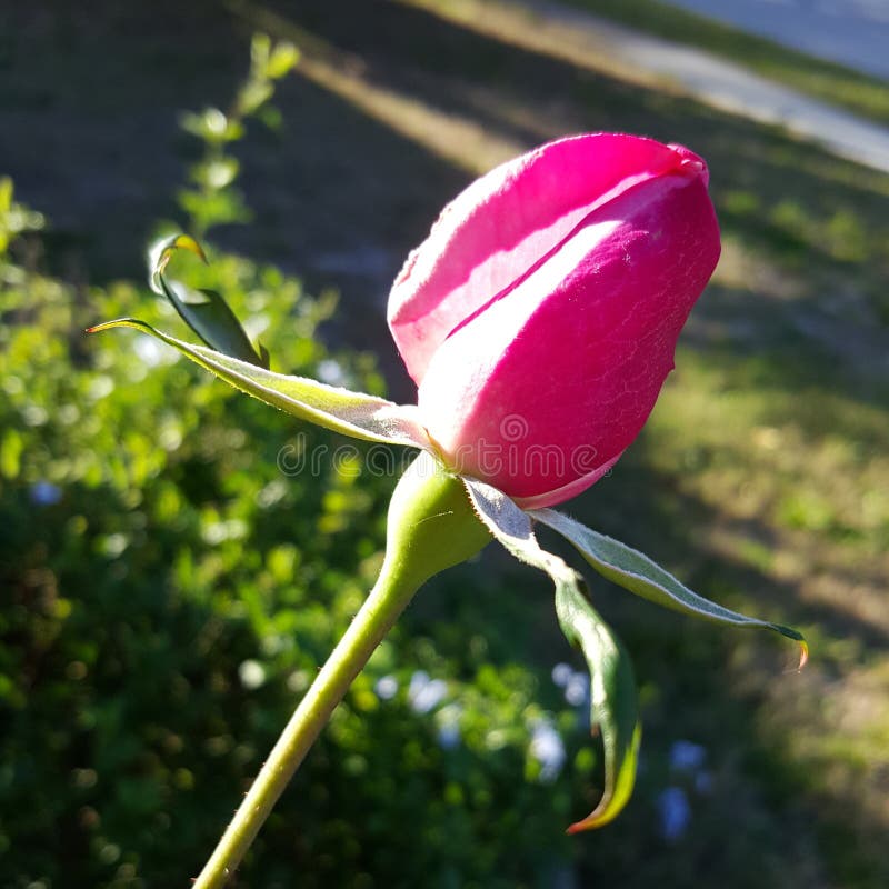 The first rose stock image. Image of spring, pink, sunlight - 70413909