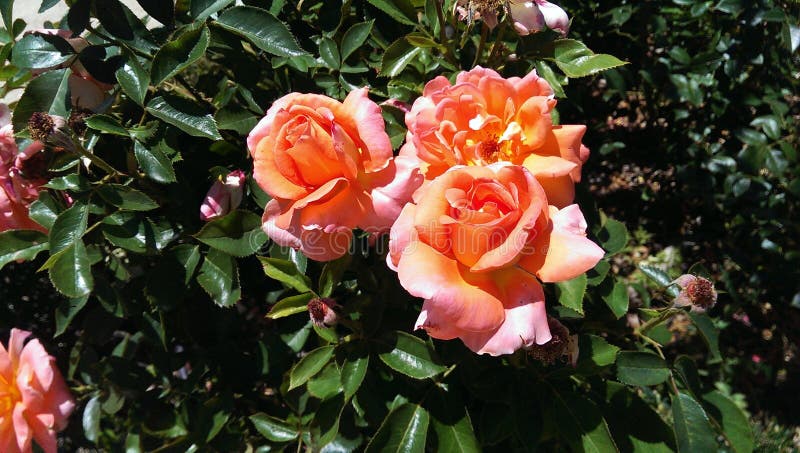 First roses of the Spring stock image. Image of spring - 113983173