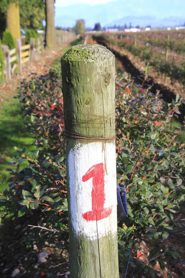 First Row of Berry Crop stock image. Image of farming - 45756849